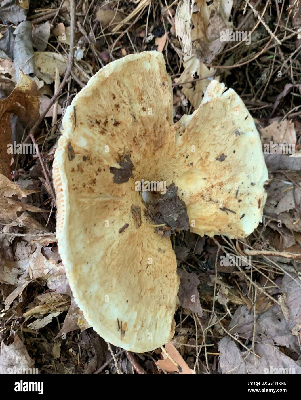 Short-stemmed Russula (Russula brevipes Stock Photo - Alamy