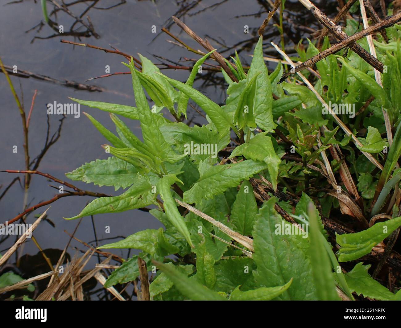 Arrowleaf Senecio (Senecio triangularis Stock Photo - Alamy