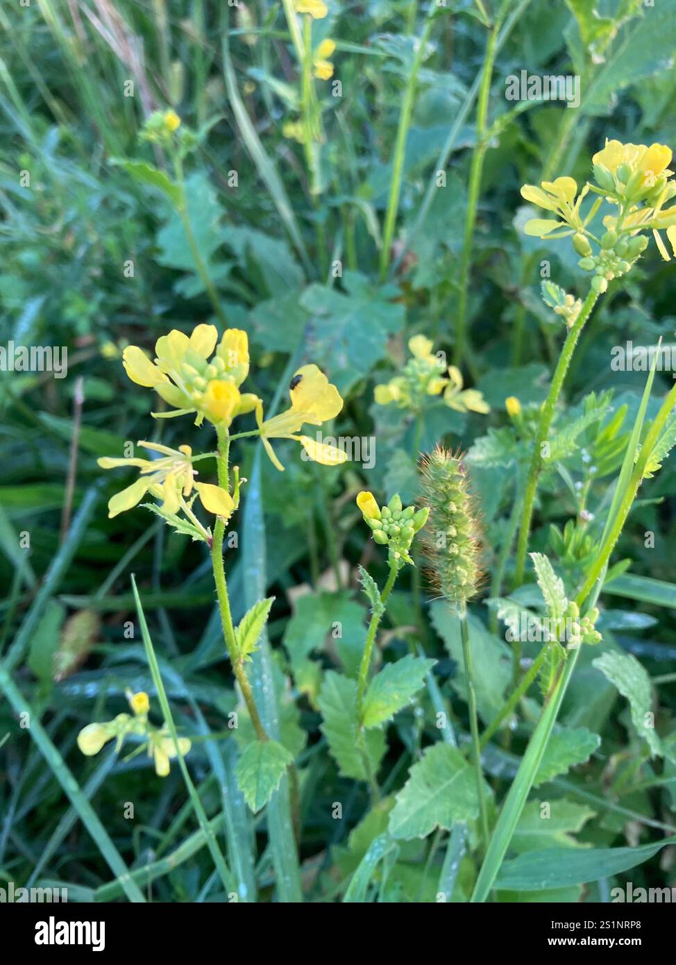 charlock (Mutarda arvensis Stock Photo - Alamy