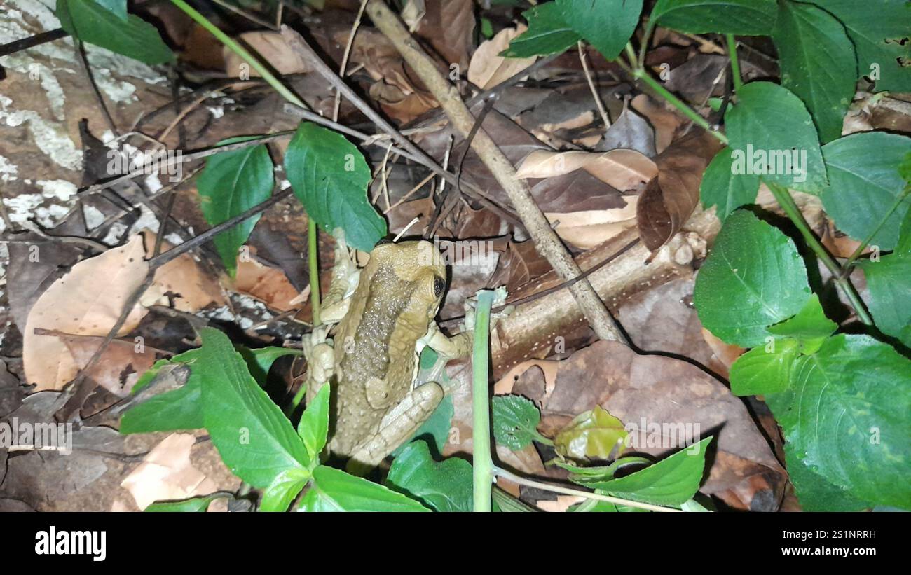 Vermiculated Tree Frog (Trachycephalus vermiculatus Stock Photo - Alamy