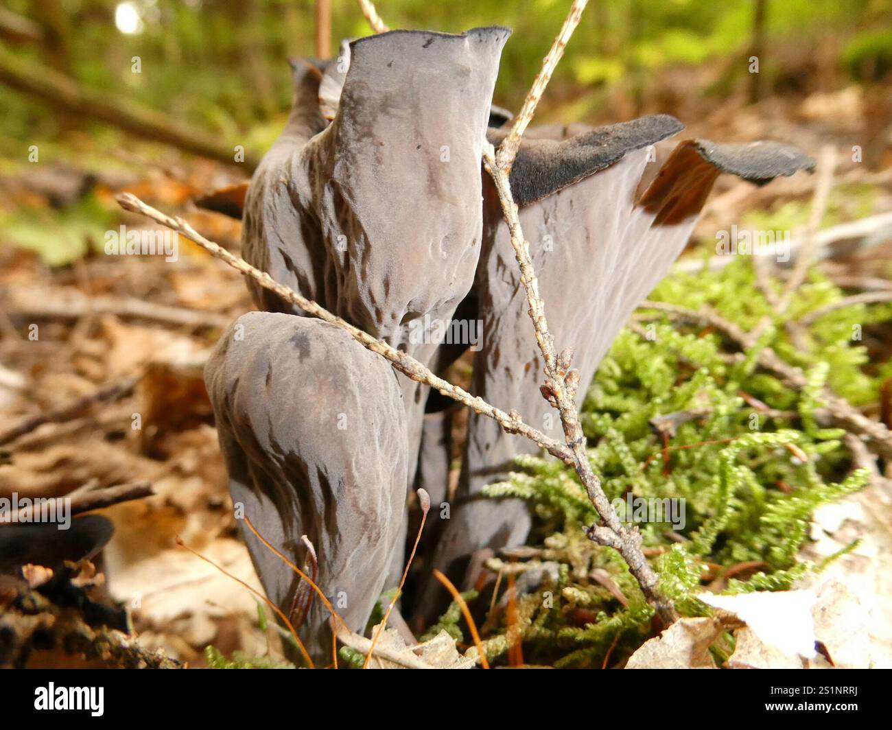 Eastern Black Trumpet (Craterellus fallax Stock Photo - Alamy