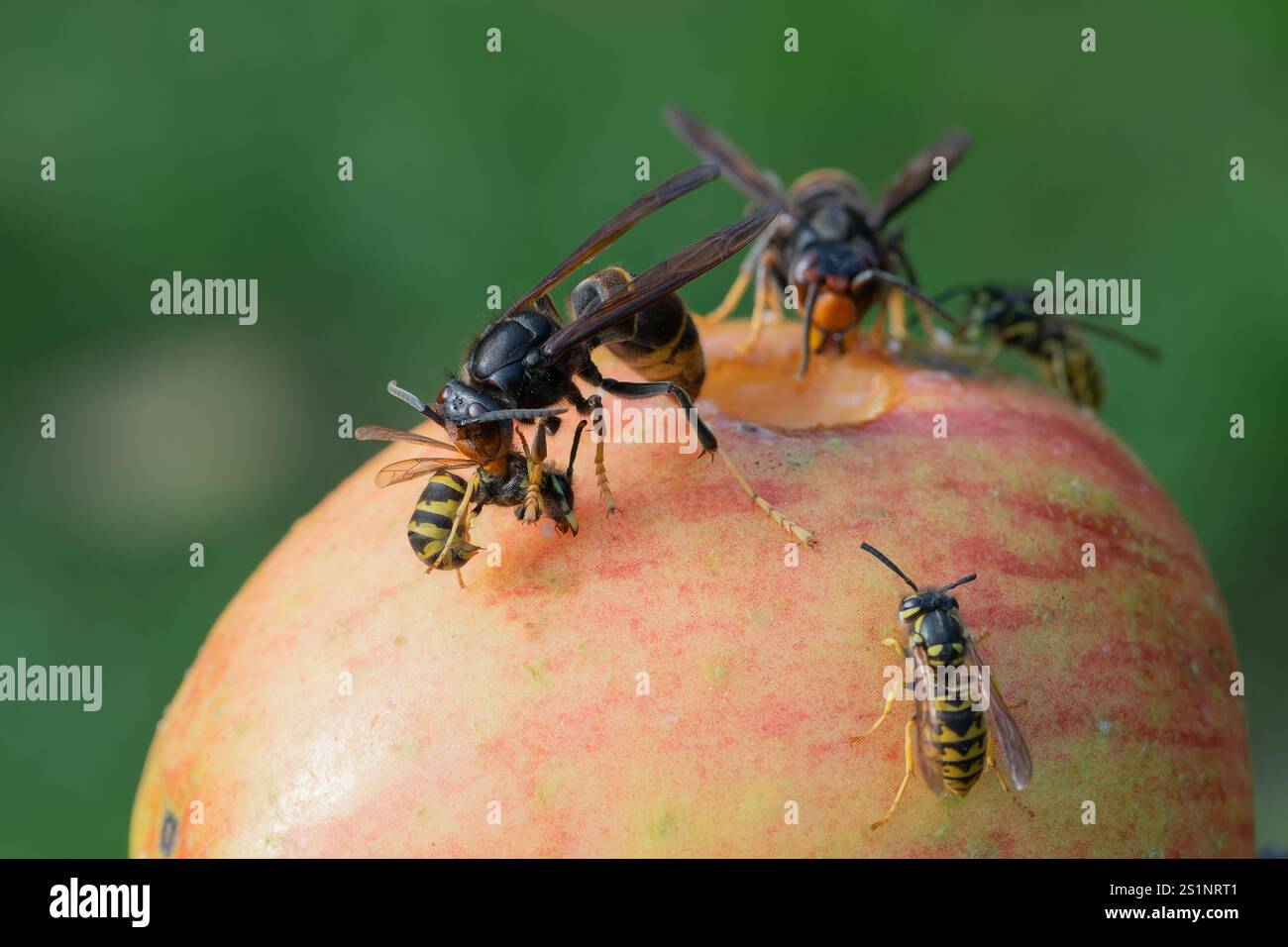 Asian yellow-legged hornet (Vespa velutina) with captured insect, Asian ...