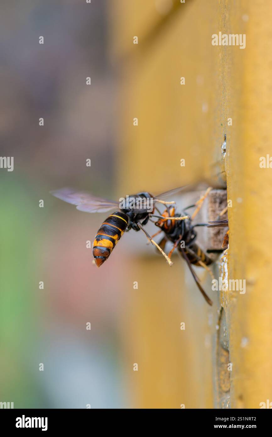 Hornet predator flies hi-res stock photography and images - Alamy