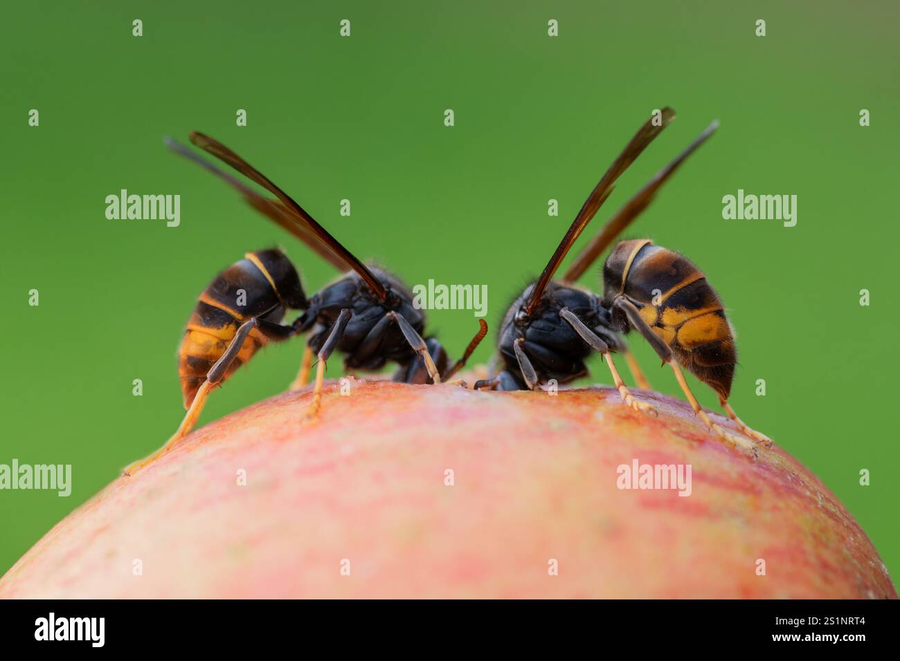 Asian hornets (Vespa velutina) damage fruit, Asian yellow-legged ...