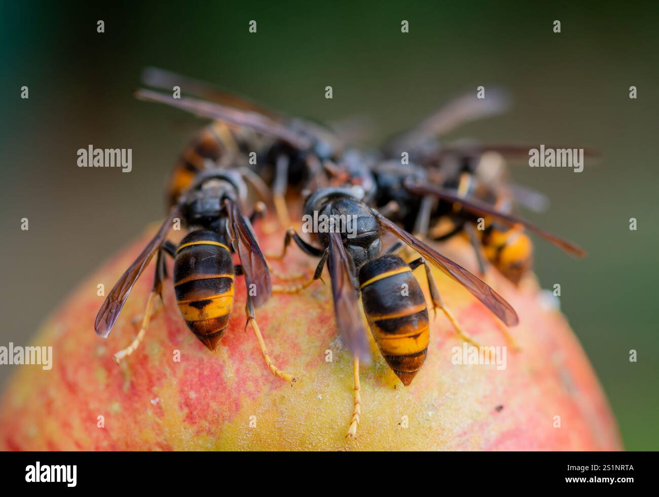 Accumulation of Asian hornets (Vespa velutina) Asian hornets eating ...