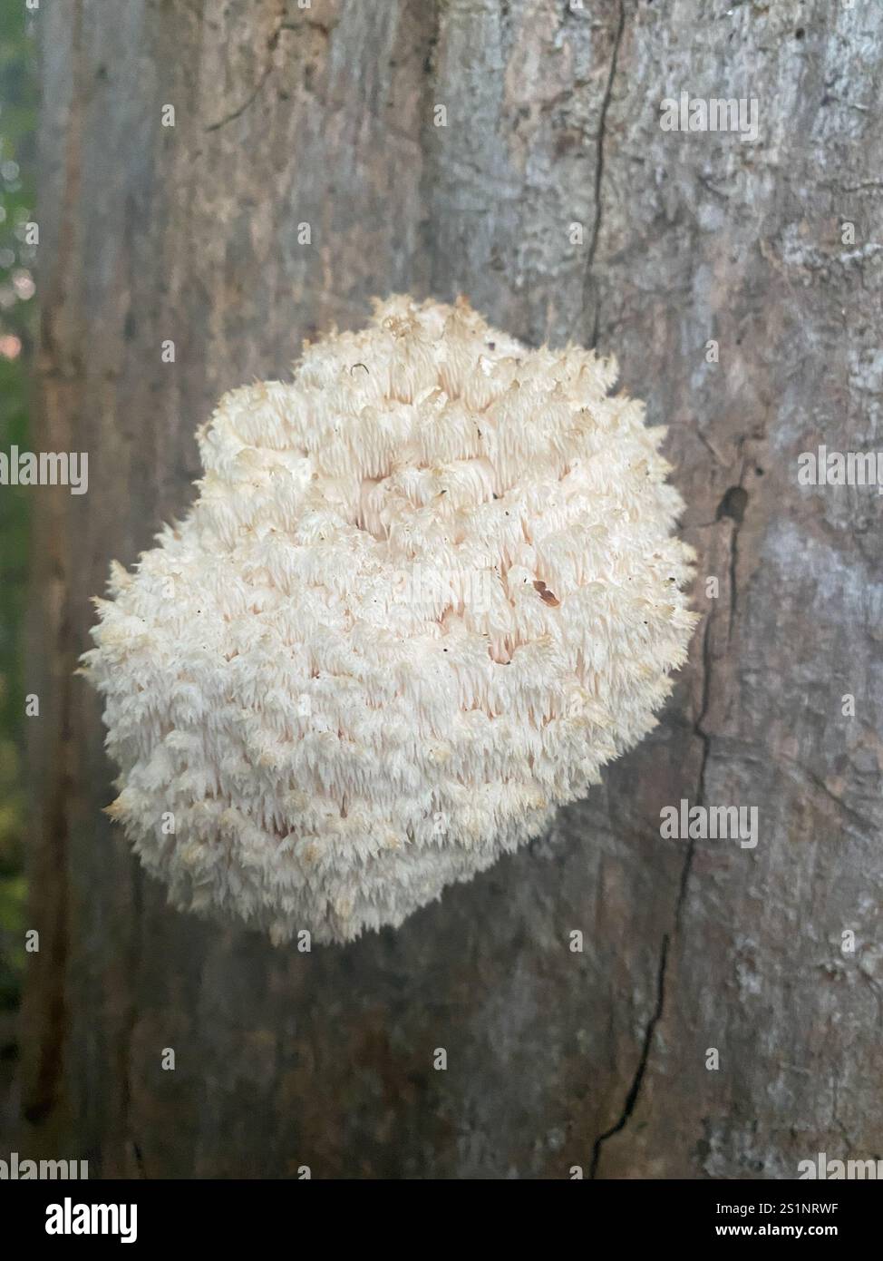 Bear's Head Tooth (Hericium americanum Stock Photo - Alamy