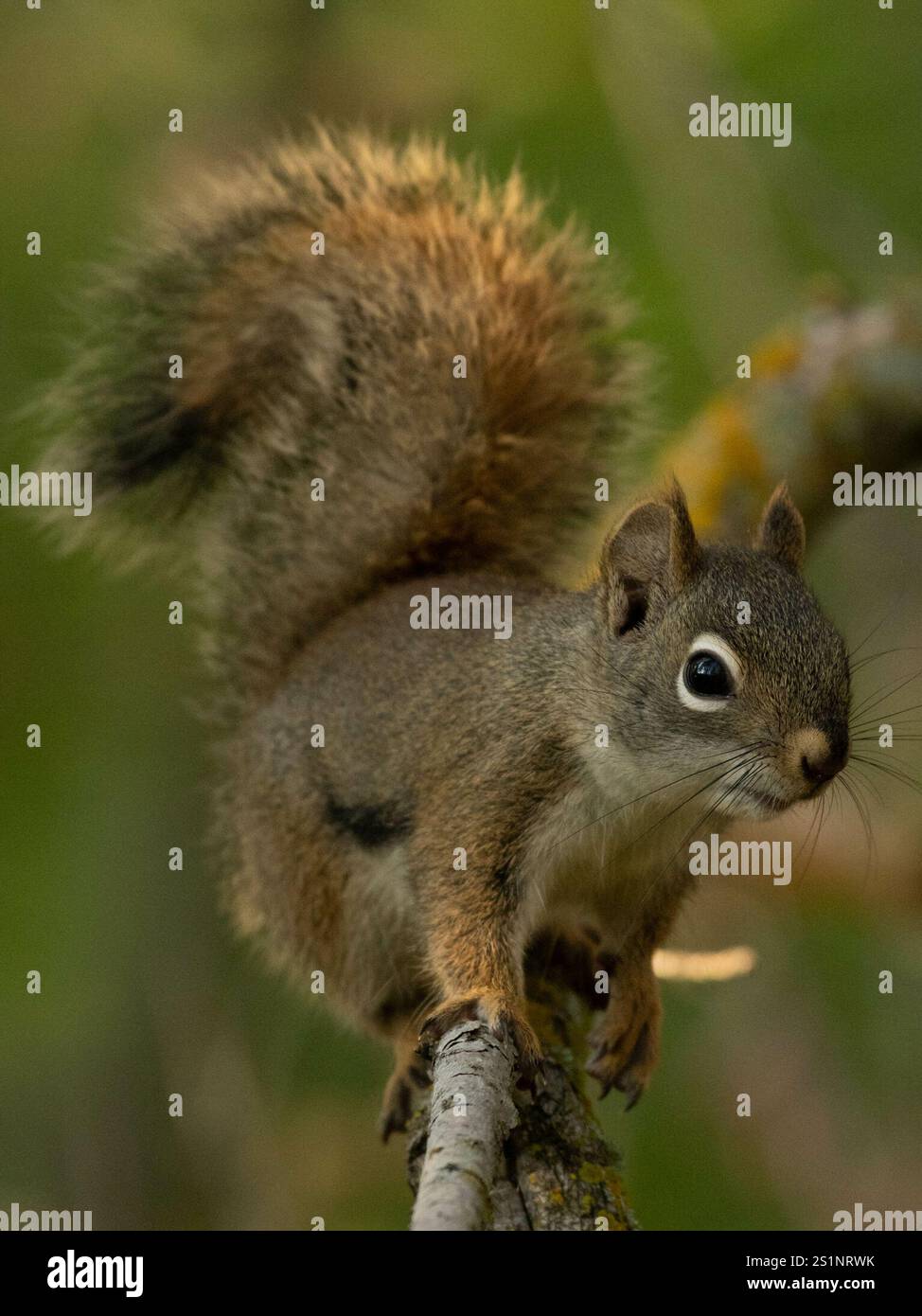 American Red Squirrel (Tamiasciurus hudsonicus Stock Photo - Alamy