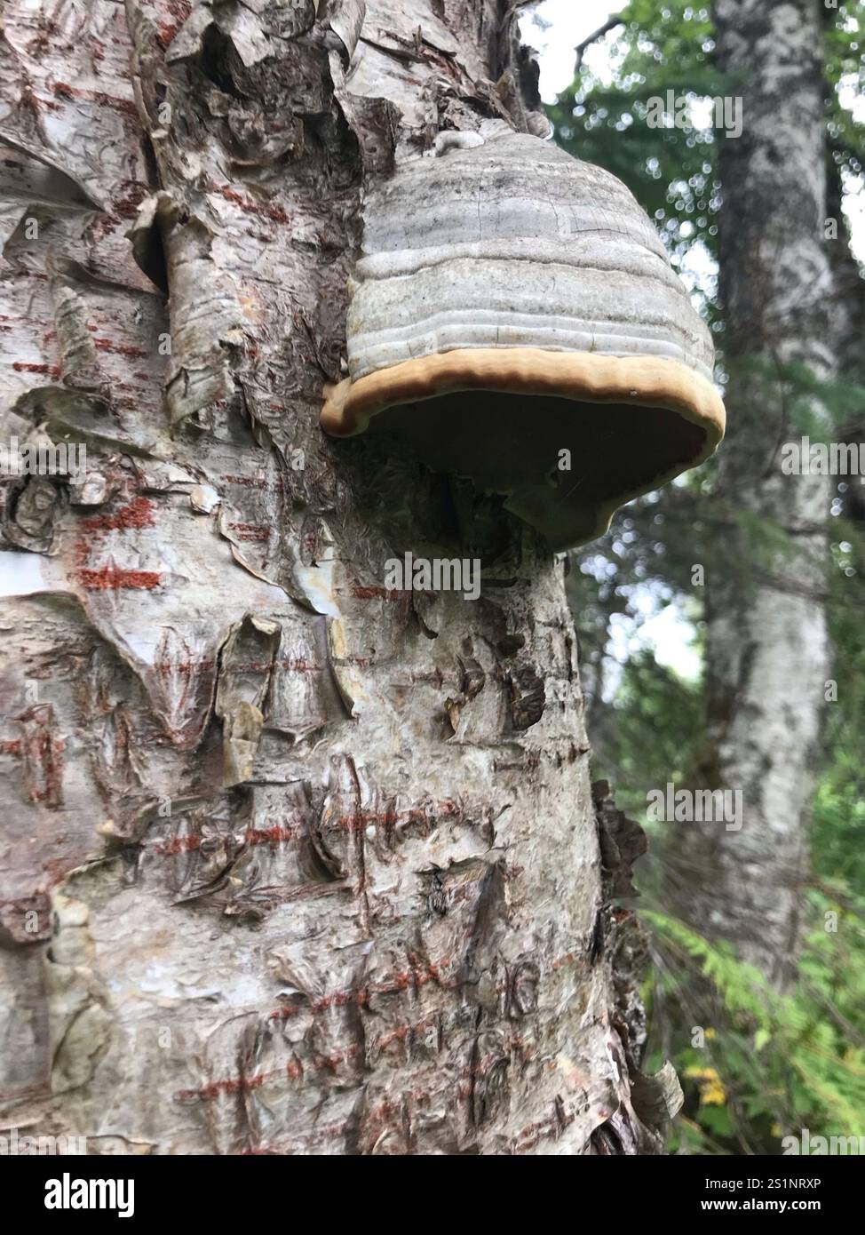 Hoof Fungus (Fomes fomentarius Stock Photo - Alamy