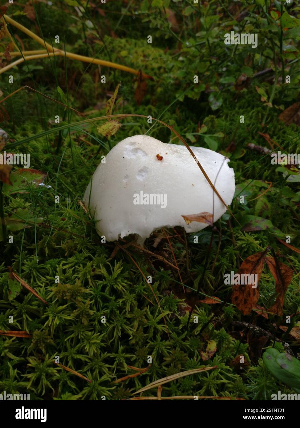 European Destroying Angel (Amanita virosa Stock Photo - Alamy