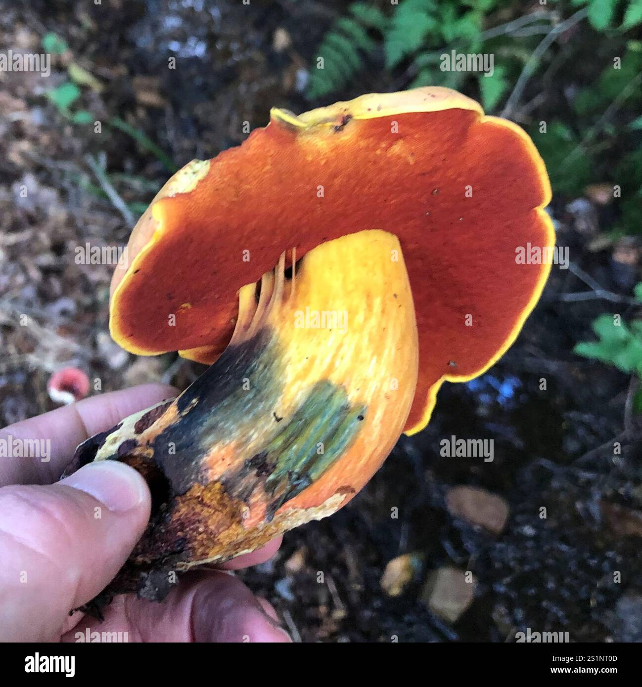Red-mouth Bolete (Neoboletus subvelutipes Stock Photo - Alamy
