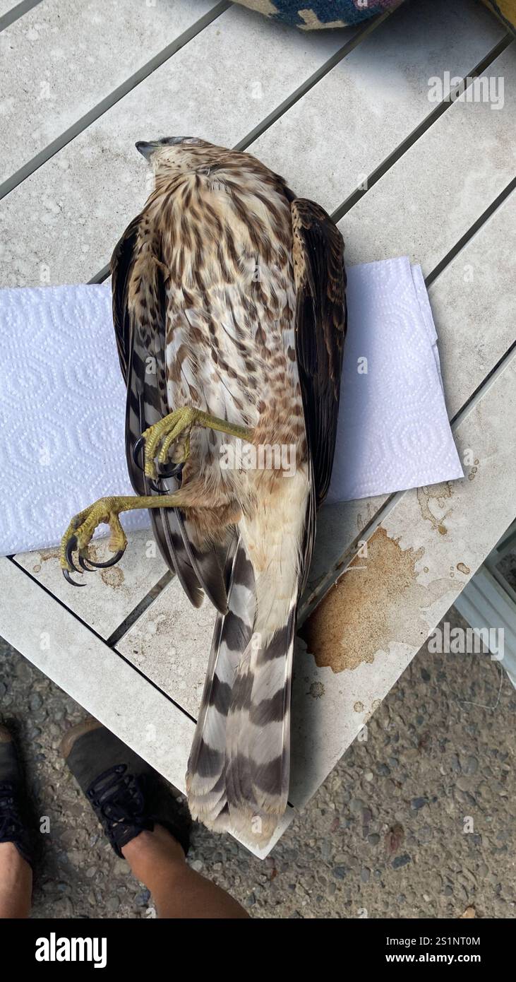Cooper's Hawk (Astur cooperii Stock Photo - Alamy