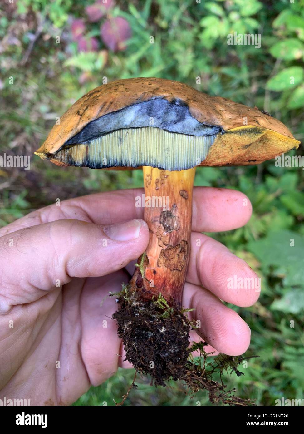 Red-mouth Bolete (Neoboletus subvelutipes Stock Photo - Alamy