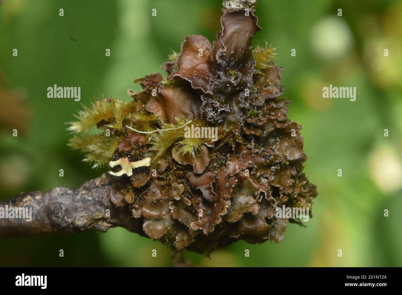 Powdered Moon Lichen (Sticta limbata Stock Photo - Alamy