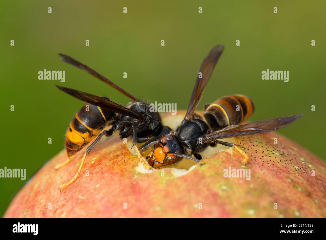 Asian hornets (Vespa velutina) damage fruit, Asian yellow-legged ...