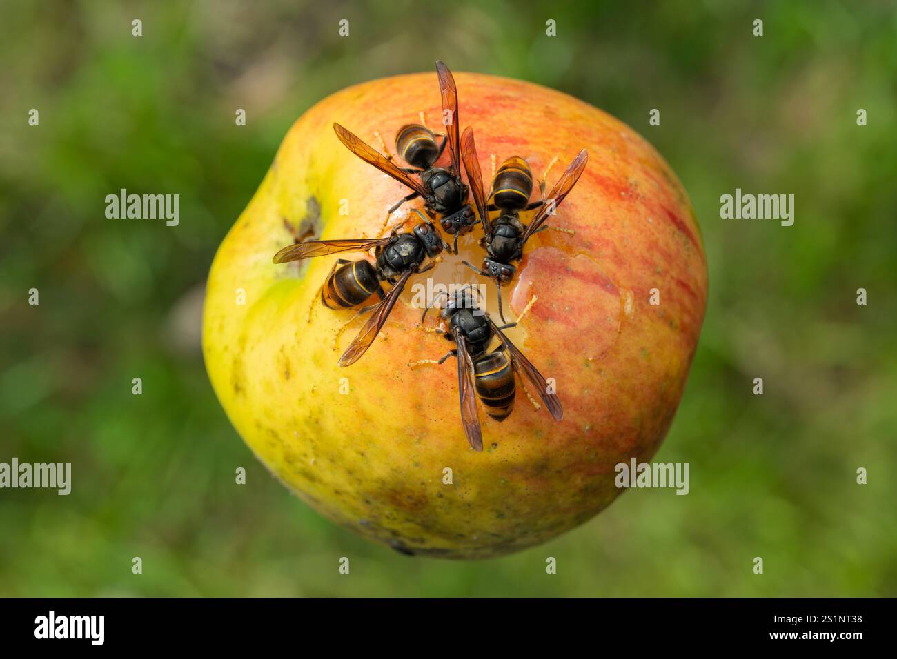 Accumulation of Asian hornets (Vespa velutina) Asian hornets eating ...