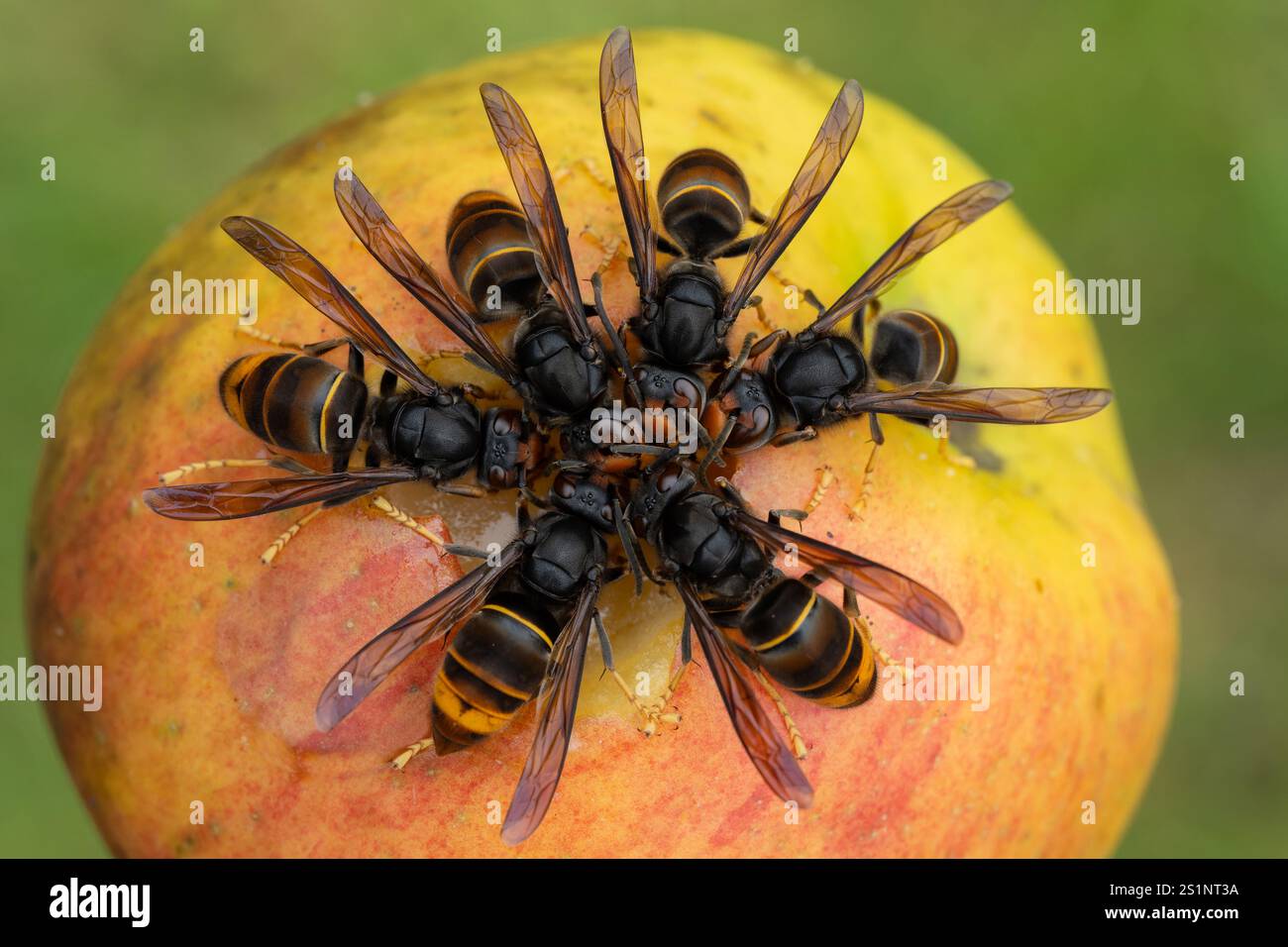 Accumulation of Asian hornets (Vespa velutina) Asian hornets eating ...