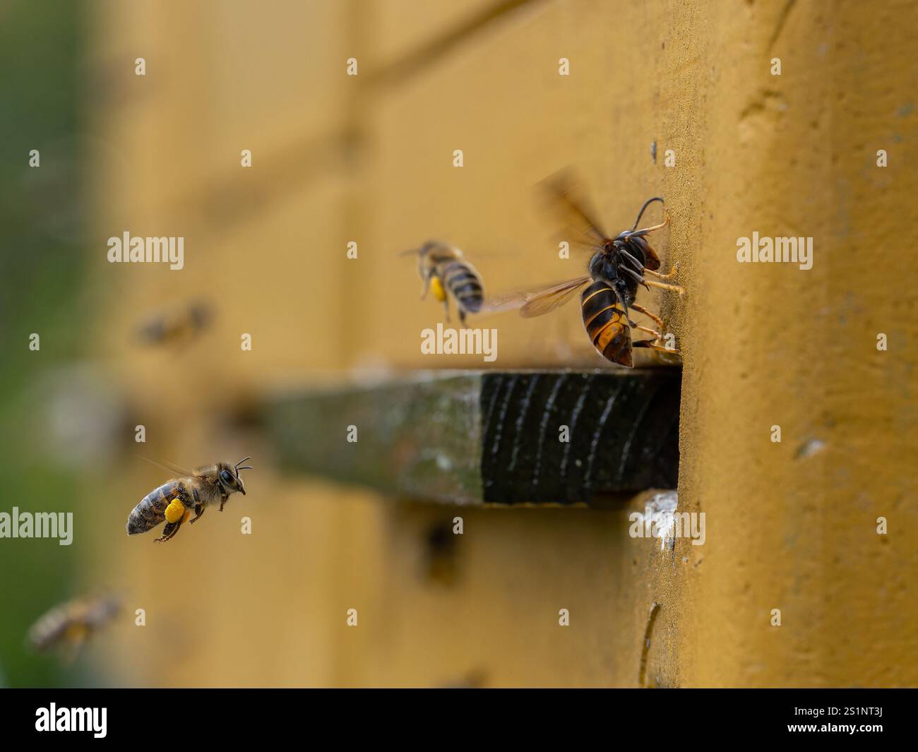 Flying Asian yellow-legged hornet (Vespa velutina) attacks bees at the ...
