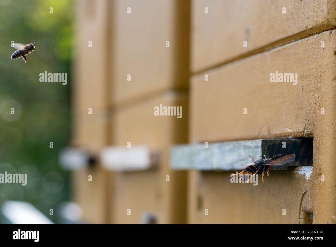 Asian hornet (Vespa velutina) flies at beehive, Flying Asian yellow ...