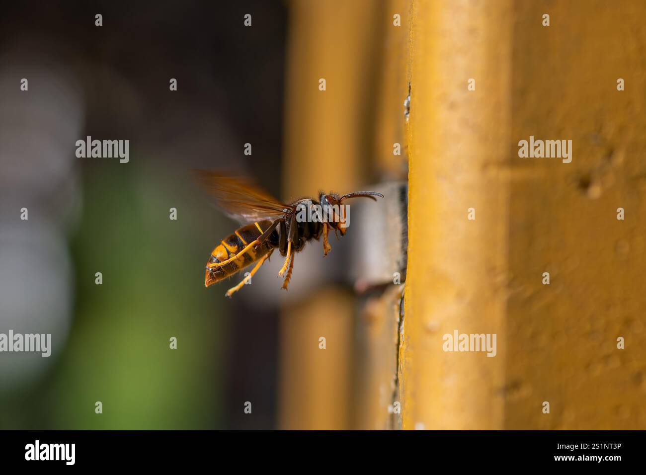 Asian hornet (Vespa velutina) flies at beehive, Flying Asian yellow ...
