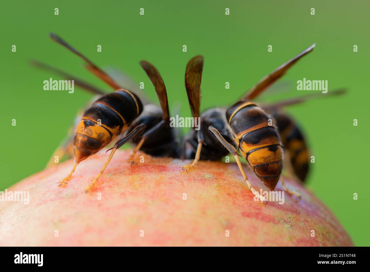 Accumulation of Asian hornets (Vespa velutina) Asian hornets eating ...