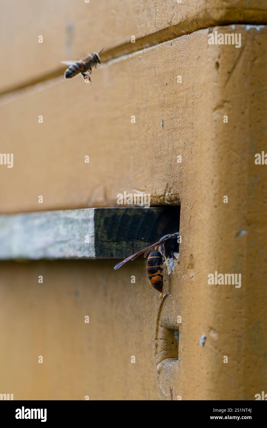 Asian hornet (Vespa velutina) climbs into honey bee hive, Asian yellow ...