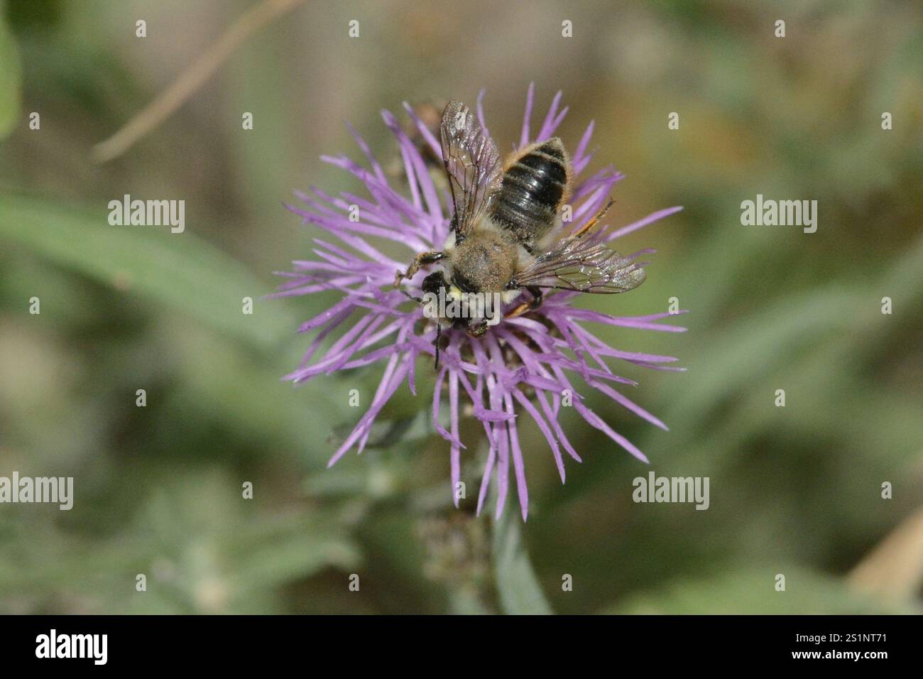 Western Leafcutter Bee (Megachile perihirta Stock Photo - Alamy