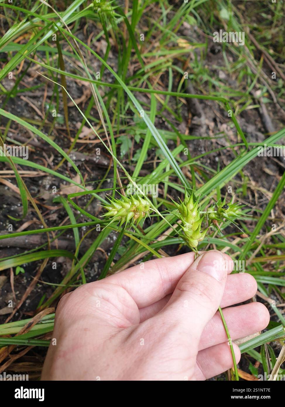 hop sedge (Carex lupulina Stock Photo - Alamy