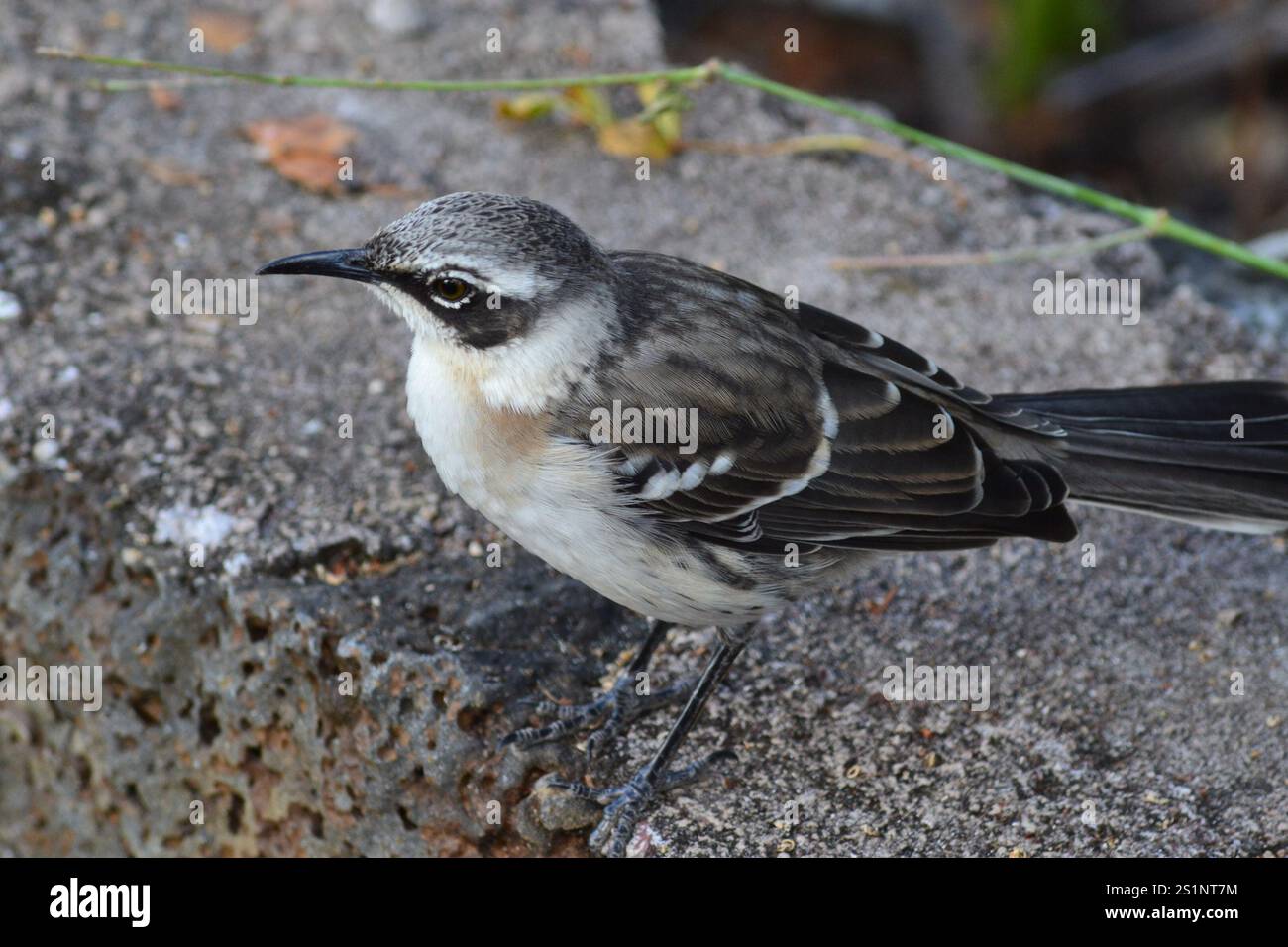 Isabela Mockingbird (Mimus parvulus parvulus Stock Photo - Alamy