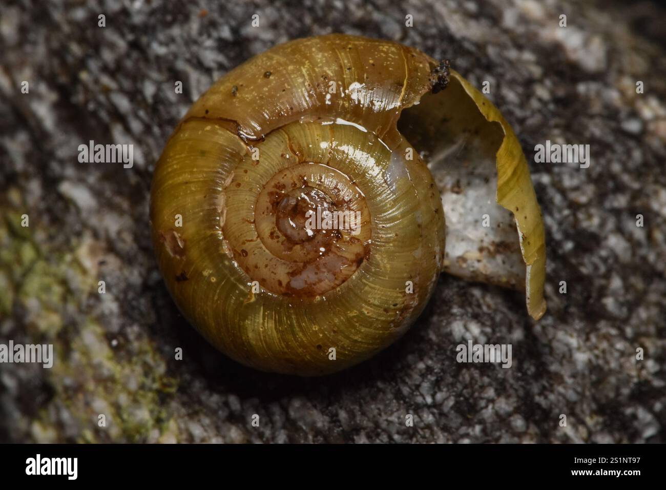 Robust Lancetooth Snail (Haplotrema vancouverense Stock Photo - Alamy
