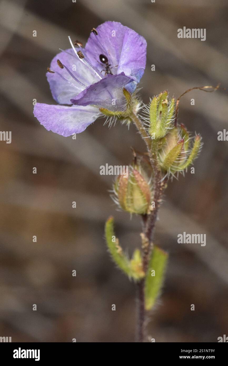 Linearleaf Phacelia (Phacelia linearis Stock Photo - Alamy