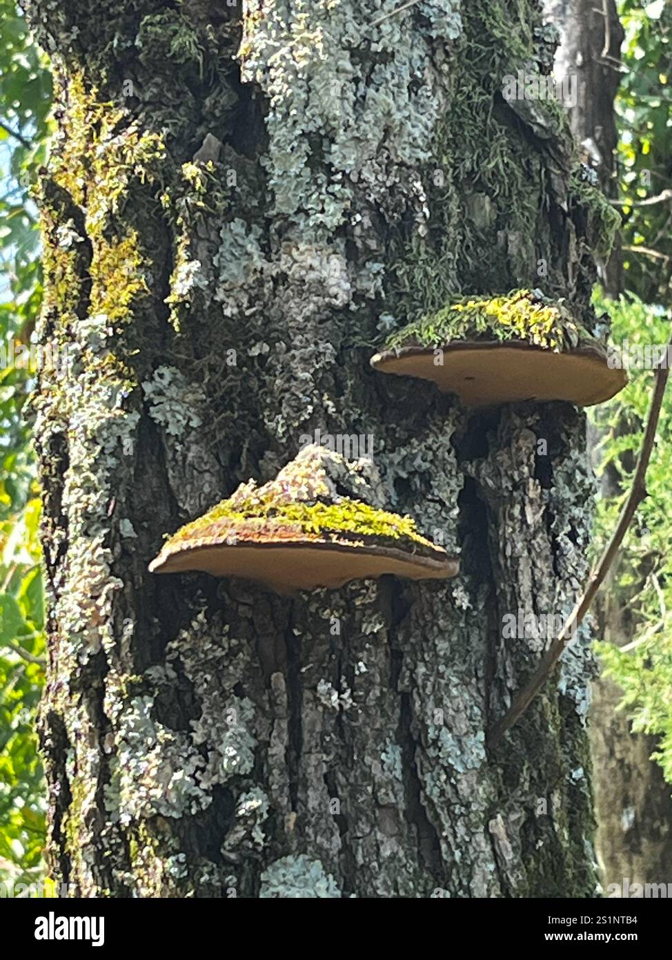 Cracked Cap Polypore (Fulvifomes robiniae Stock Photo - Alamy