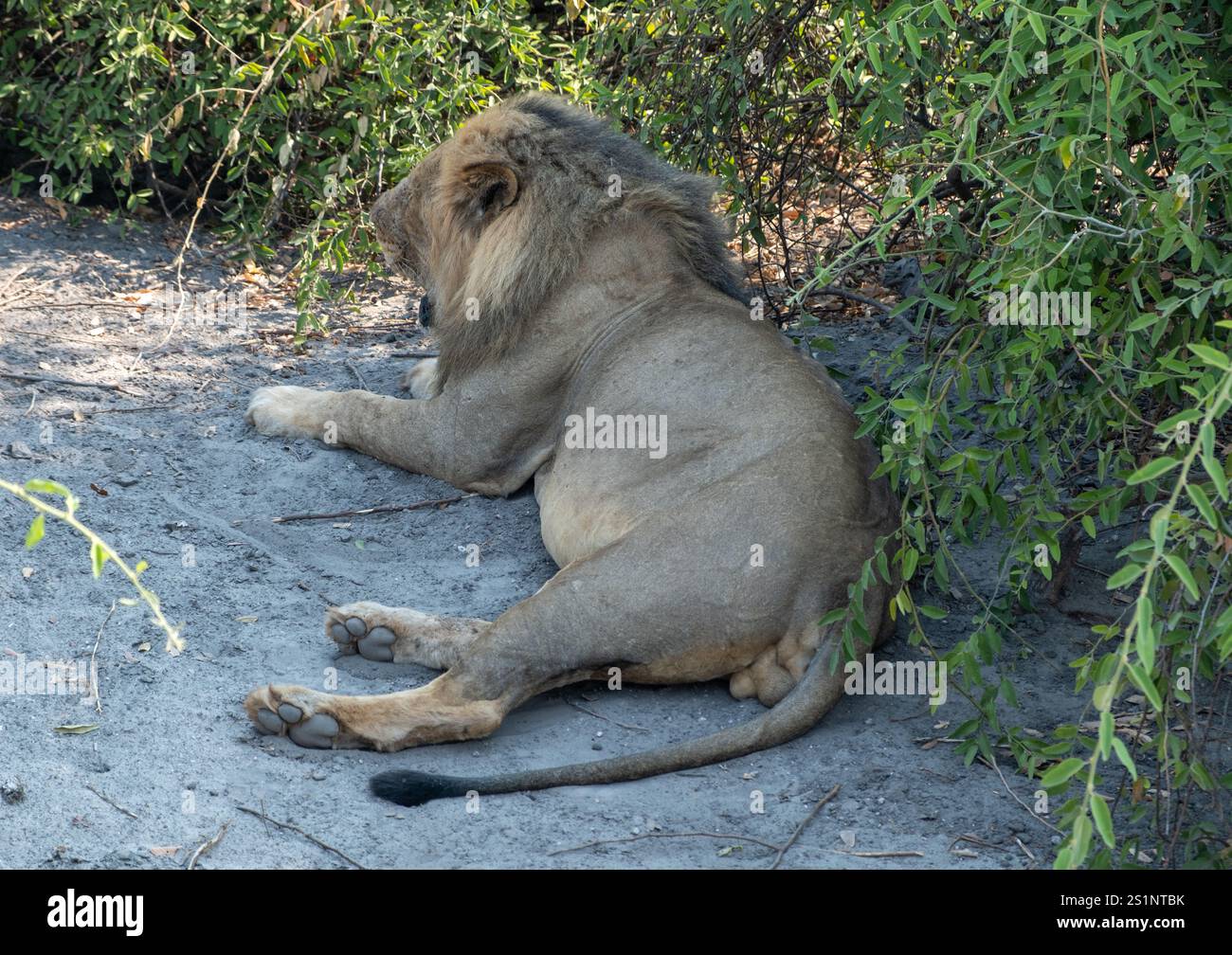 Lion resting rear view. The wild male animal lying on ground, green ...