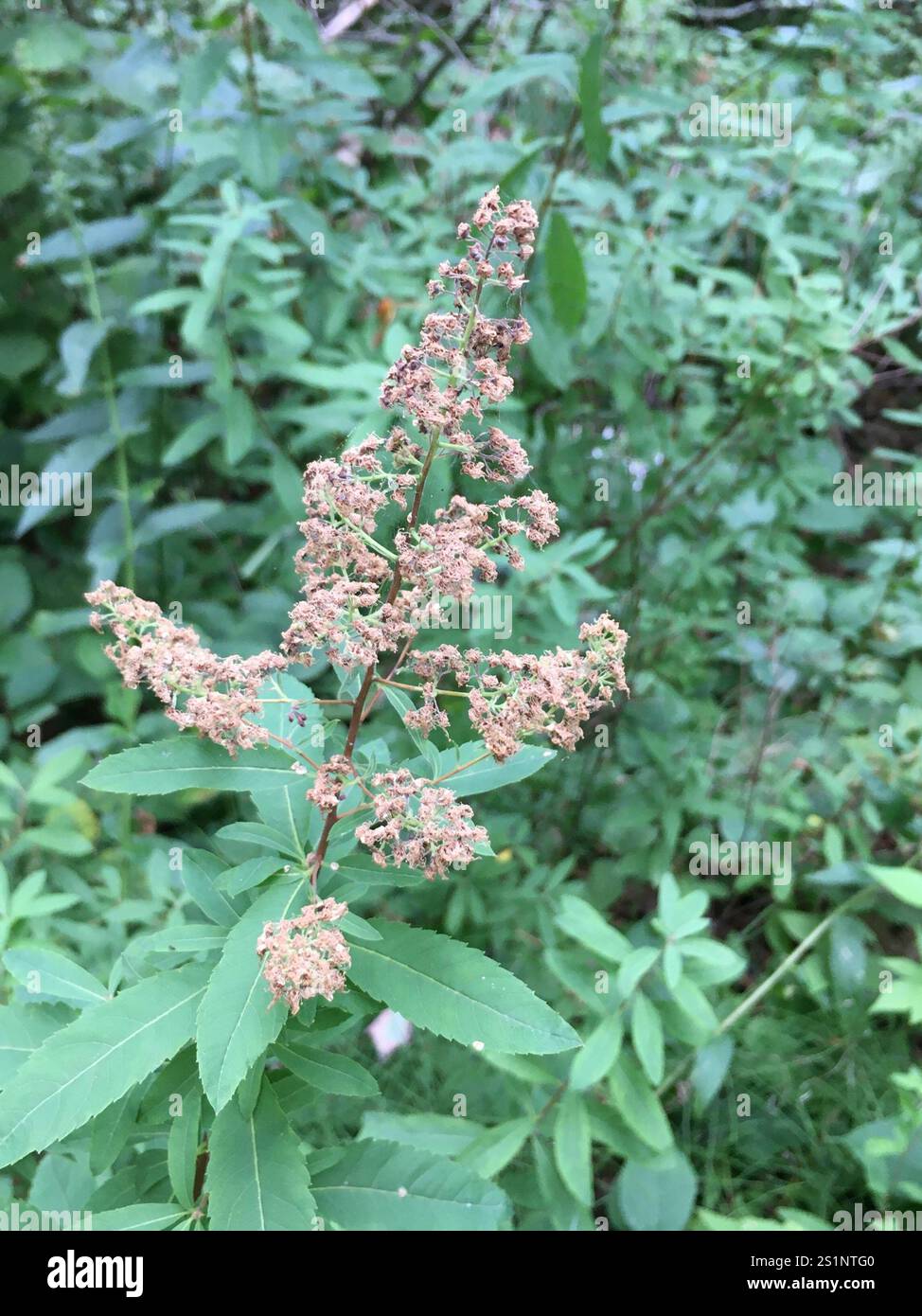 white meadowsweet (Spiraea alba Stock Photo - Alamy
