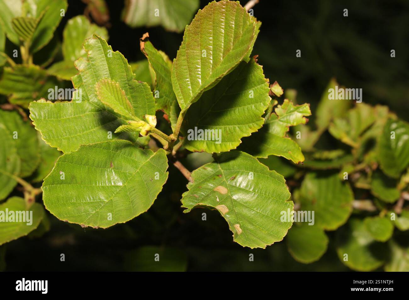 common alder (Alnus glutinosa Stock Photo - Alamy
