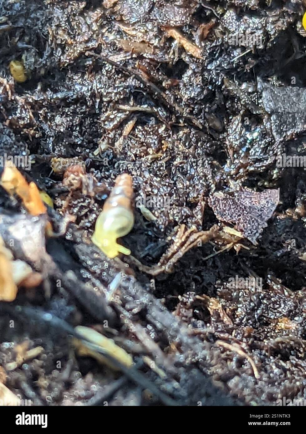 Miniature Awlsnail (Subulina octona Stock Photo - Alamy