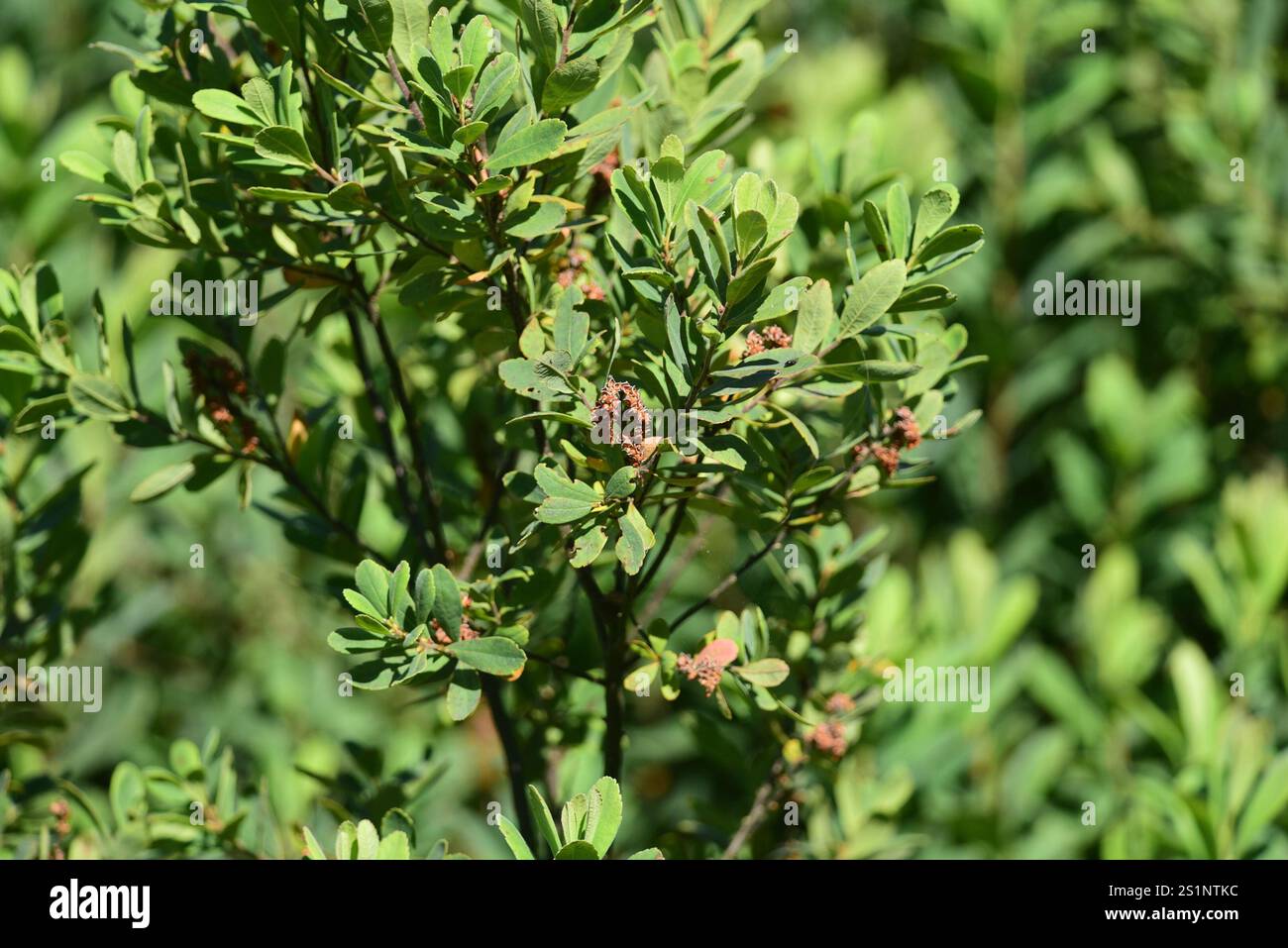 bog myrtle (Myrica gale Stock Photo - Alamy