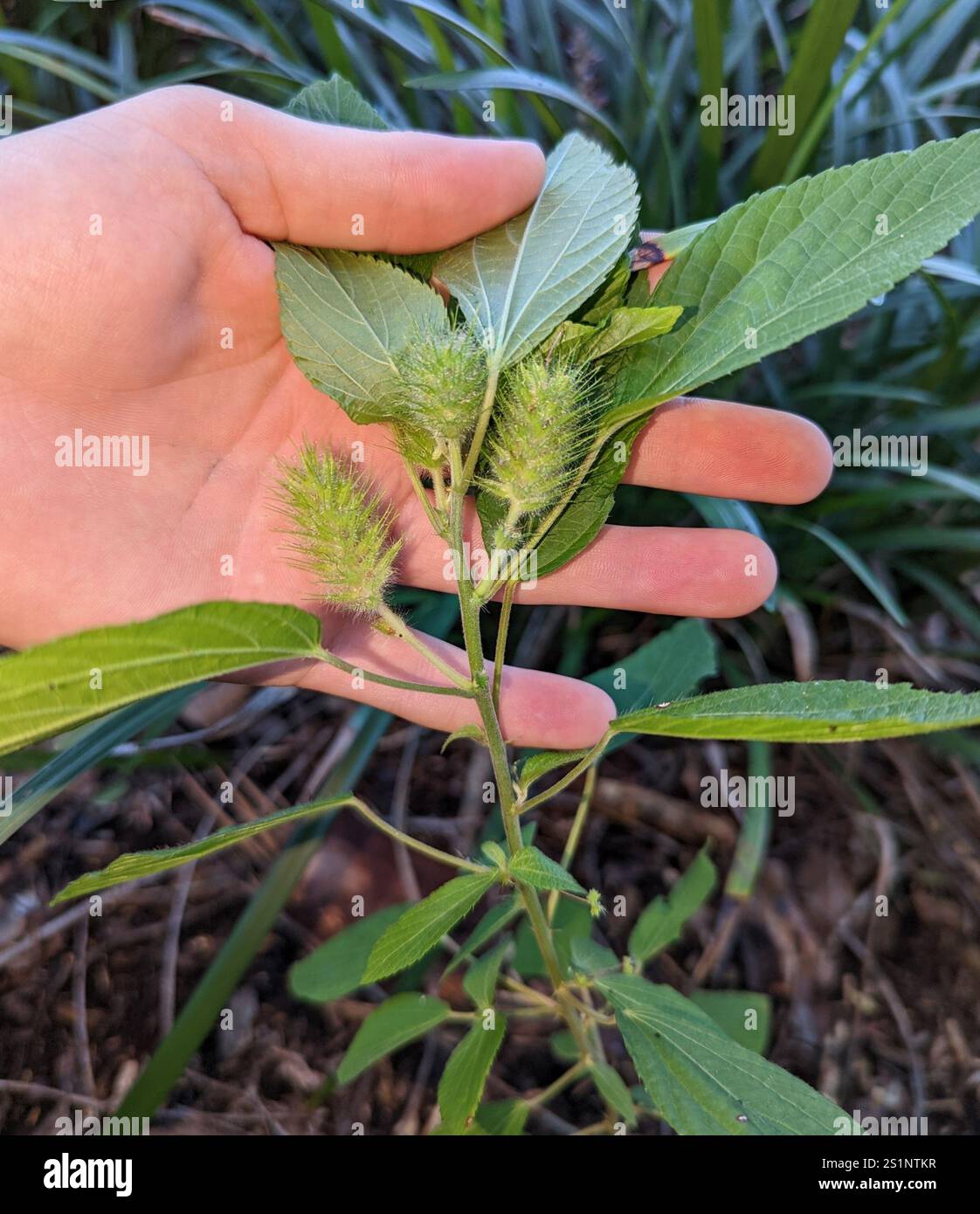Field Copperleaf (Acalypha arvensis Stock Photo - Alamy