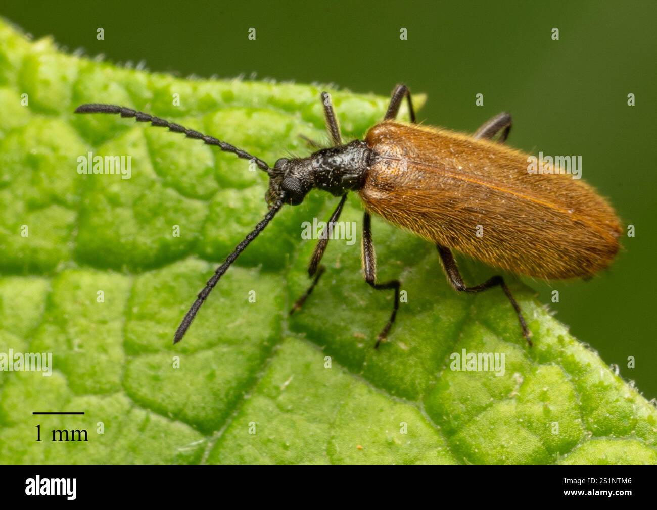 Rough-haired Lagria Beetle (Lagria hirta Stock Photo - Alamy