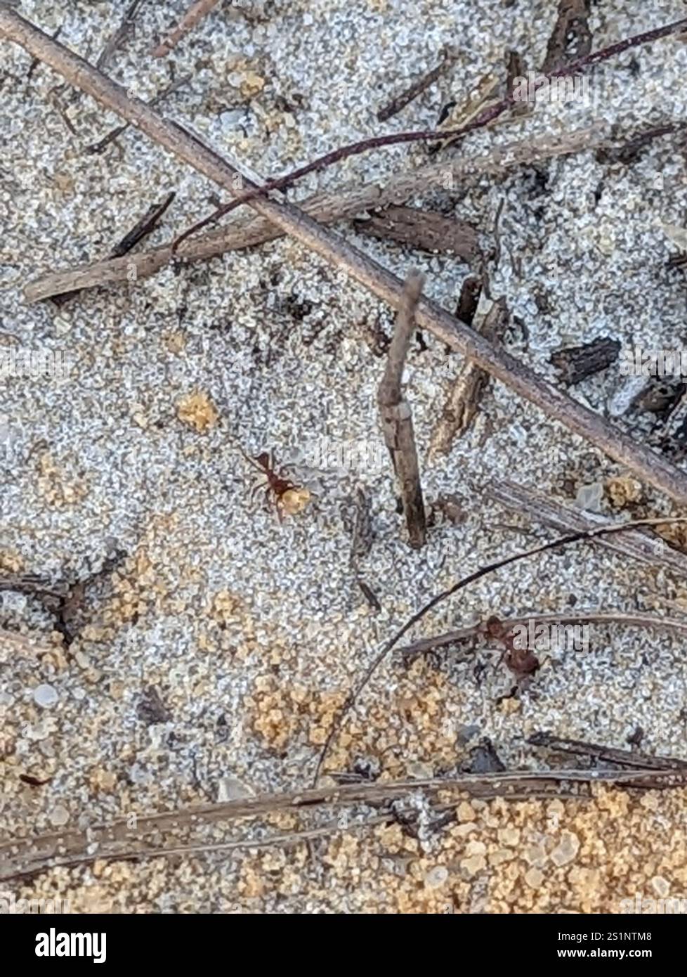 Northern Fungus-farming Ant (Trachymyrmex septentrionalis Stock Photo ...