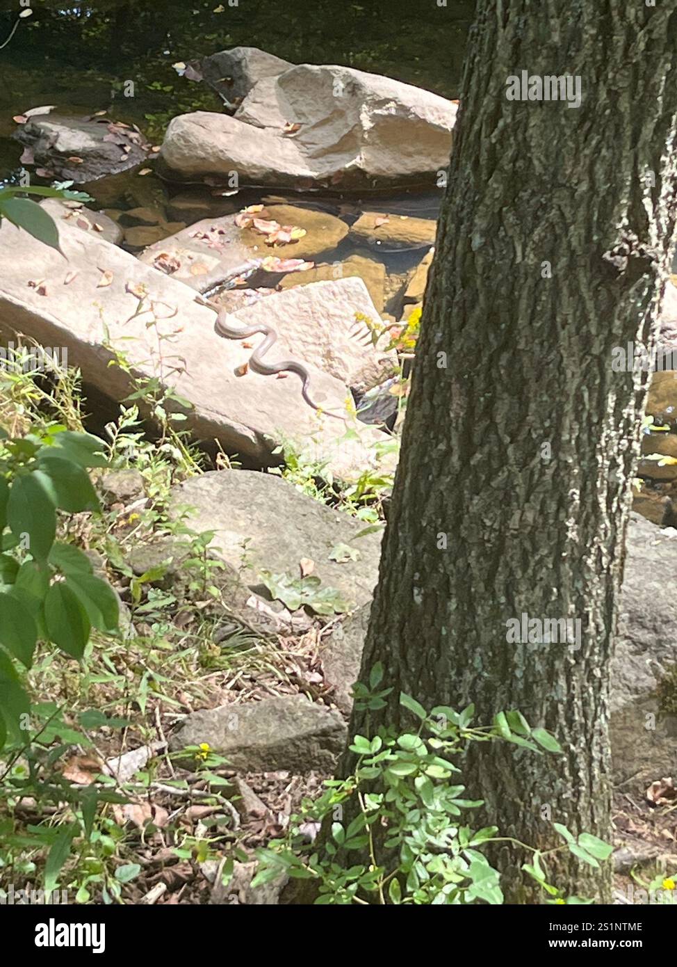 Northern Watersnake (Nerodia sipedon sipedon Stock Photo - Alamy