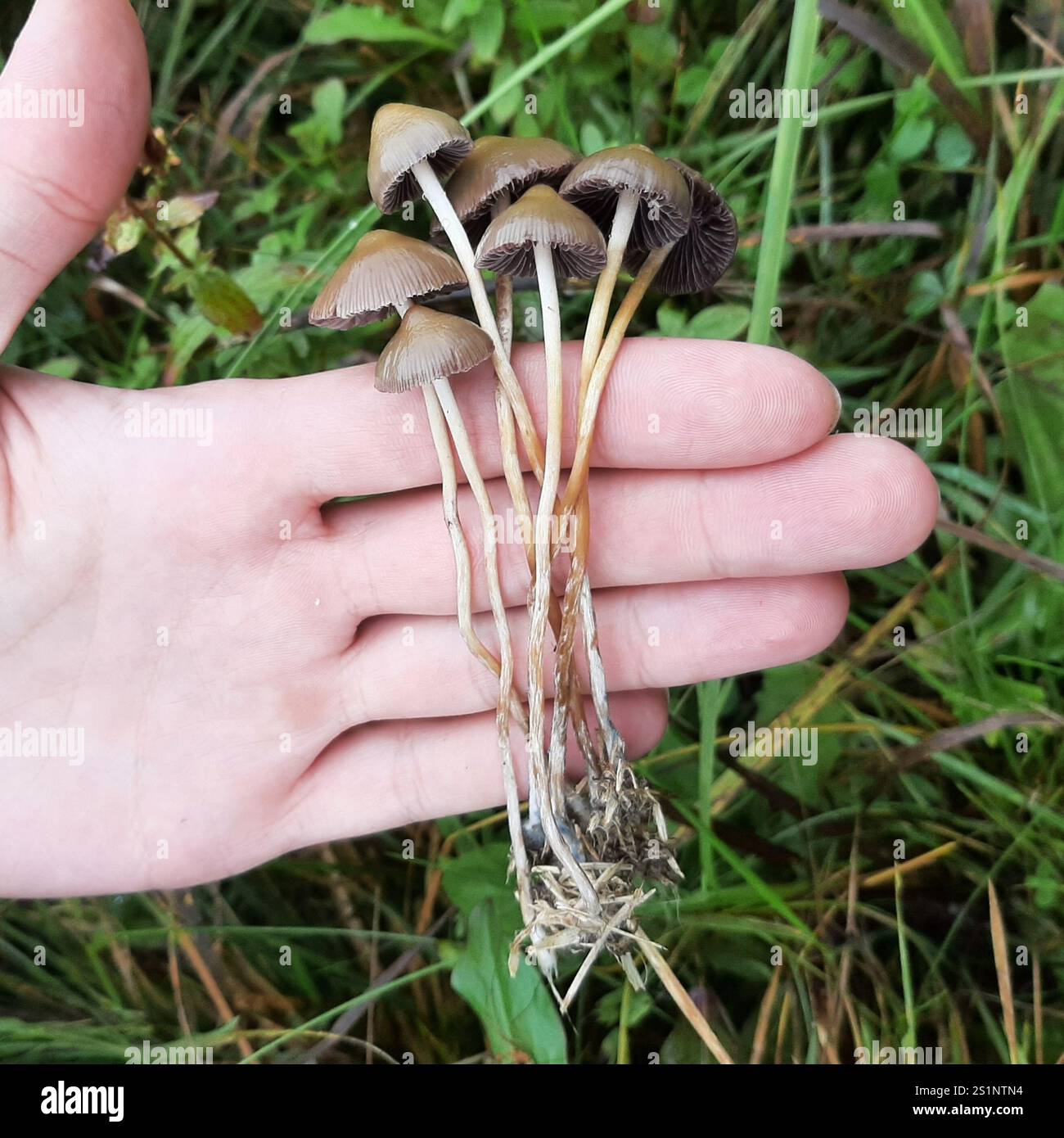 Liberty Cap (Psilocybe semilanceata Stock Photo - Alamy