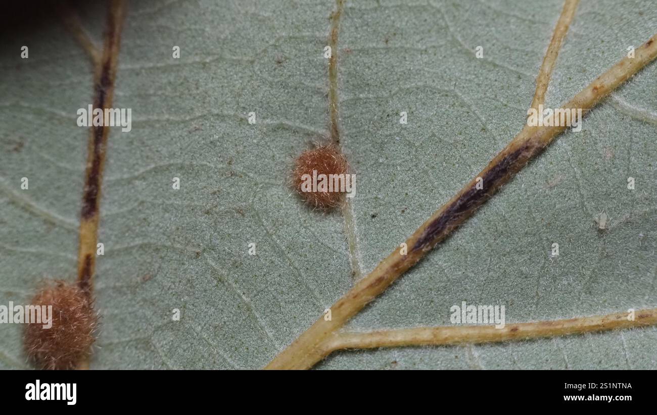 oak flake gall wasp (Neuroterus quercusverrucarum Stock Photo - Alamy