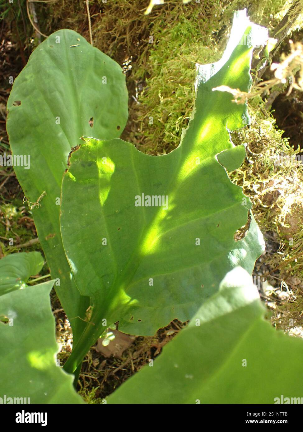 western skunk cabbage (Lysichiton americanus Stock Photo - Alamy