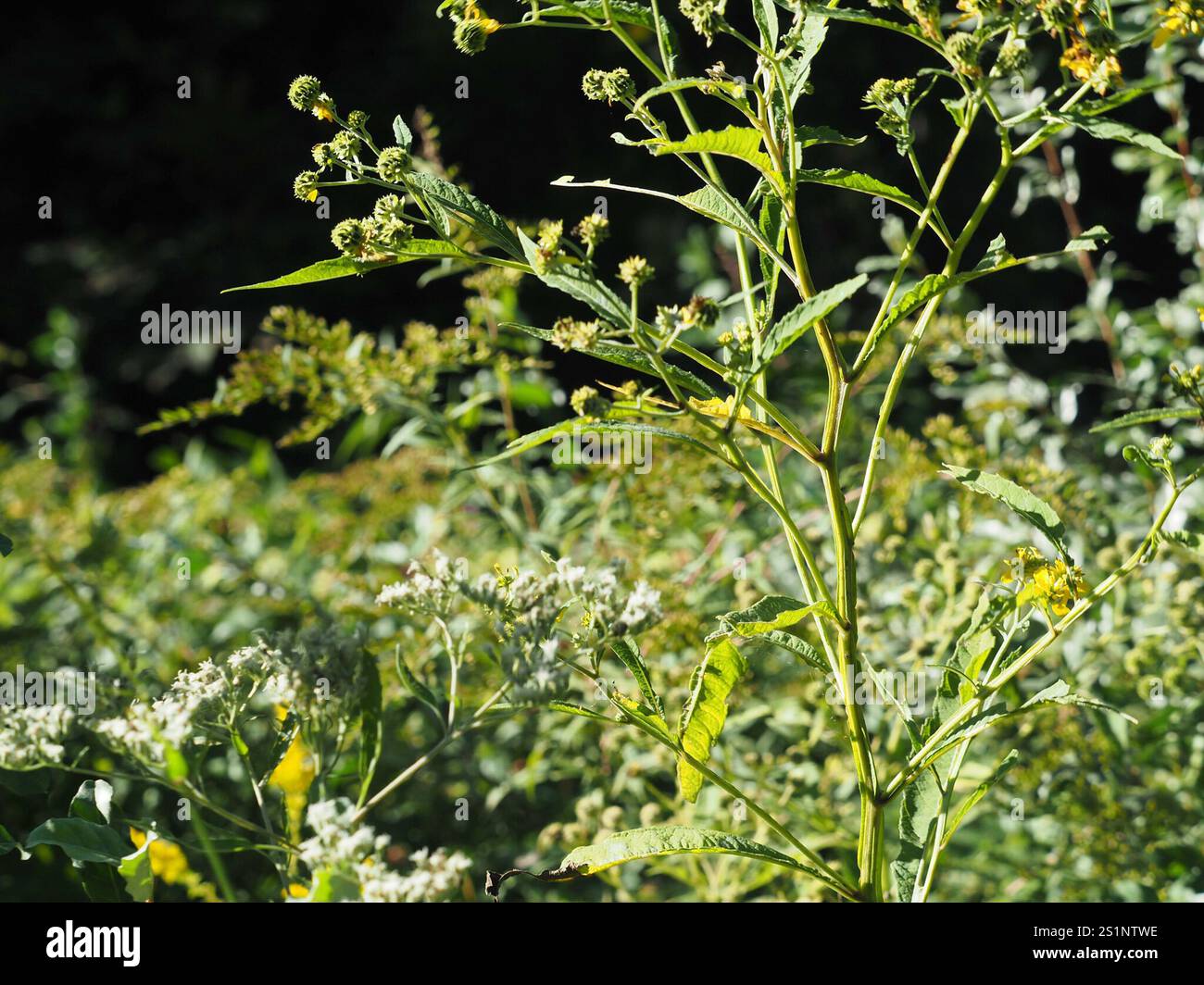 Wingstem (Verbesina alternifolia Stock Photo - Alamy