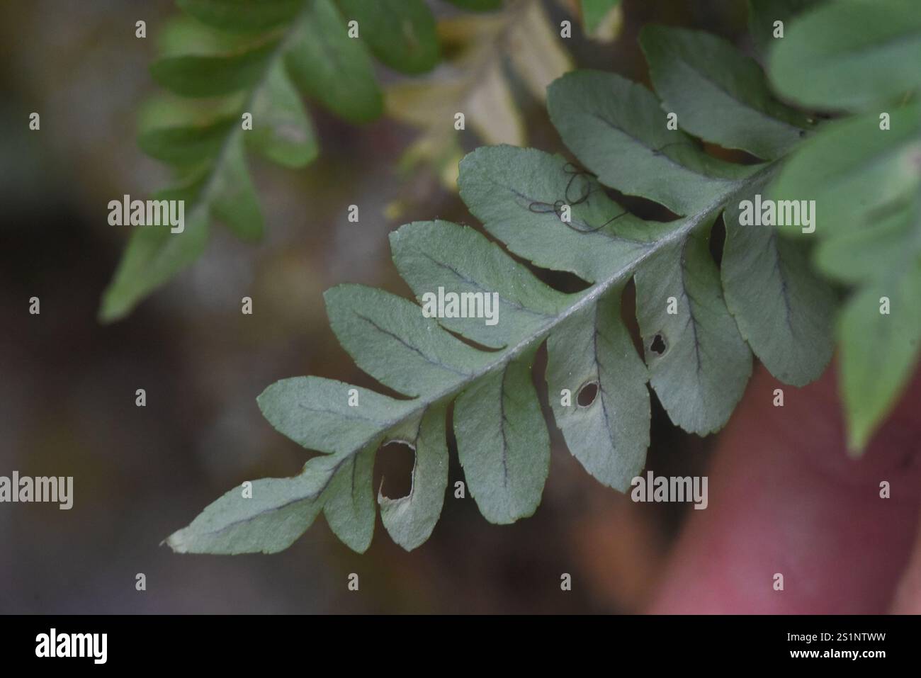 western polypody (Polypodium hesperium Stock Photo - Alamy