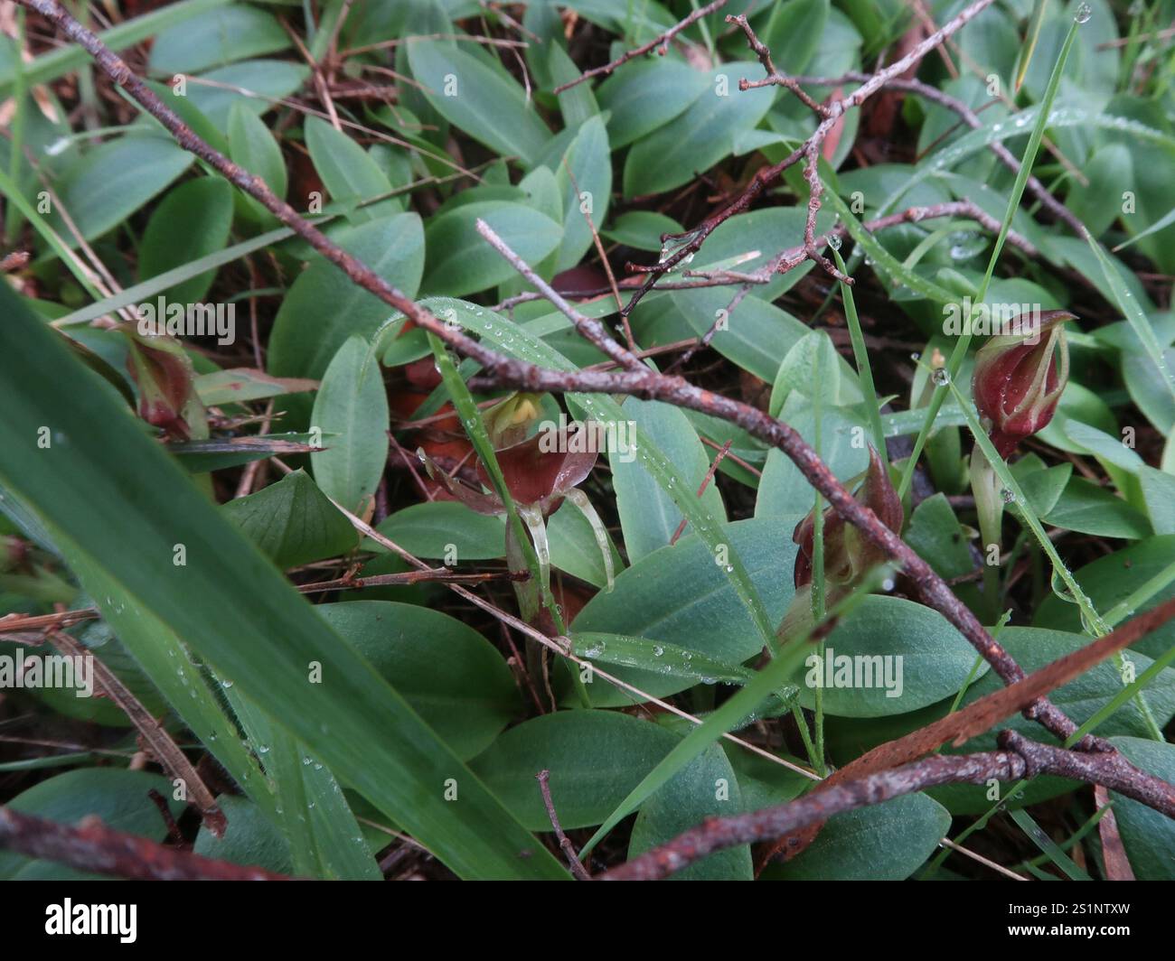 three-horned bird orchid (Chiloglottis triceratops Stock Photo - Alamy