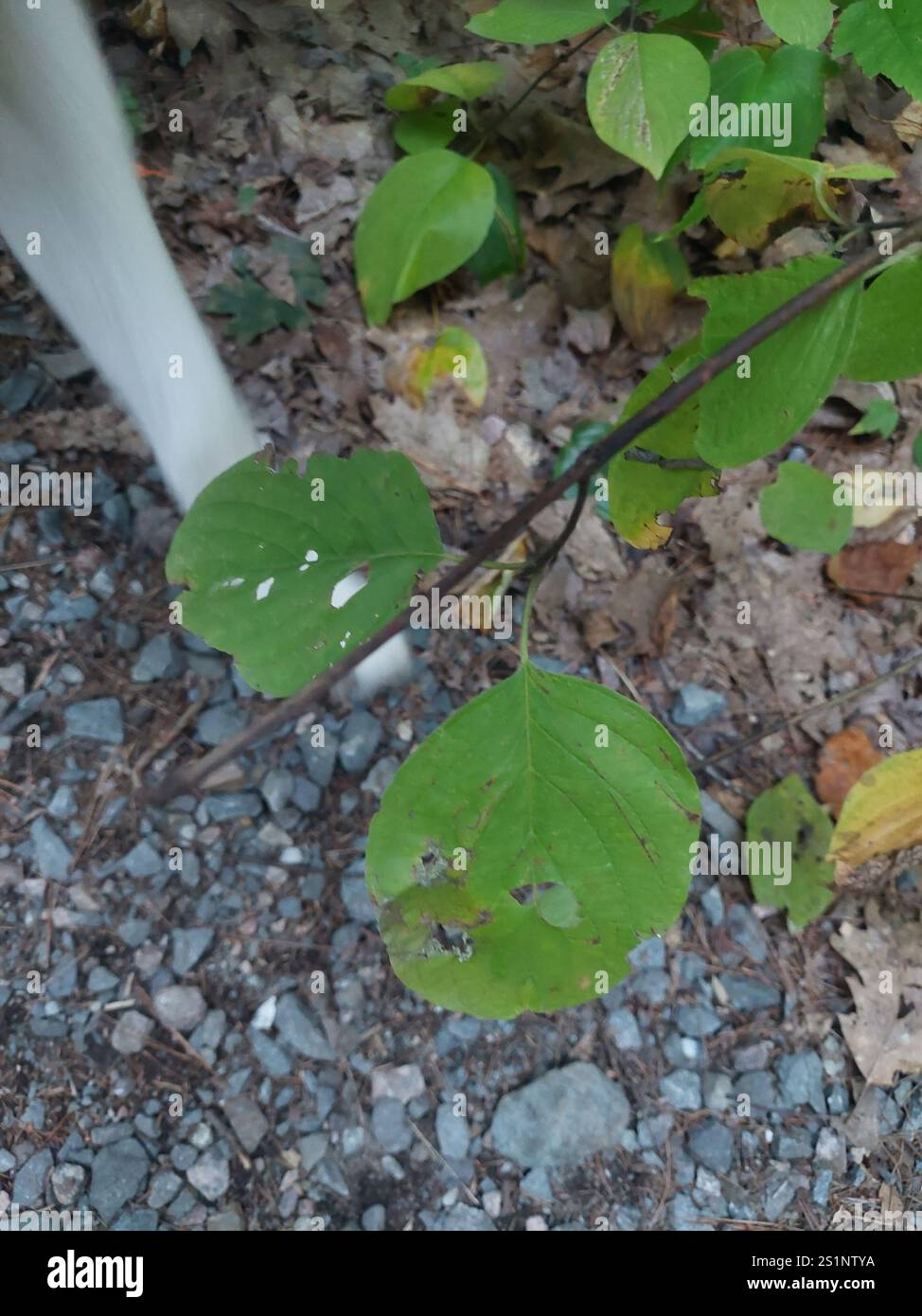 Round-leaved Dogwood (Cornus rugosa Stock Photo - Alamy