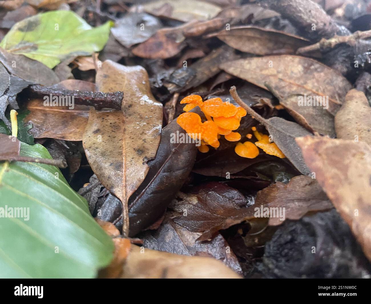 orange pore fungus (Favolaschia claudopus Stock Photo - Alamy