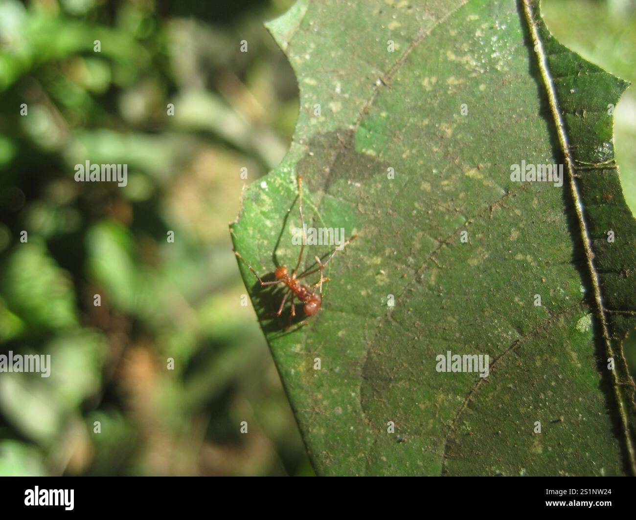 Atta Leaf-cutter Ants (Atta Stock Photo - Alamy