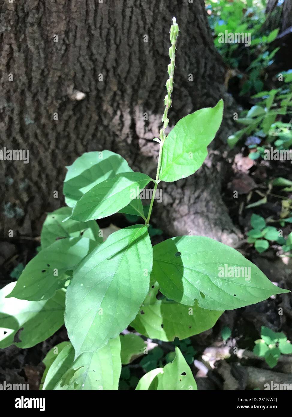 Japanese Chaff Flower (Achyranthes japonica Stock Photo - Alamy